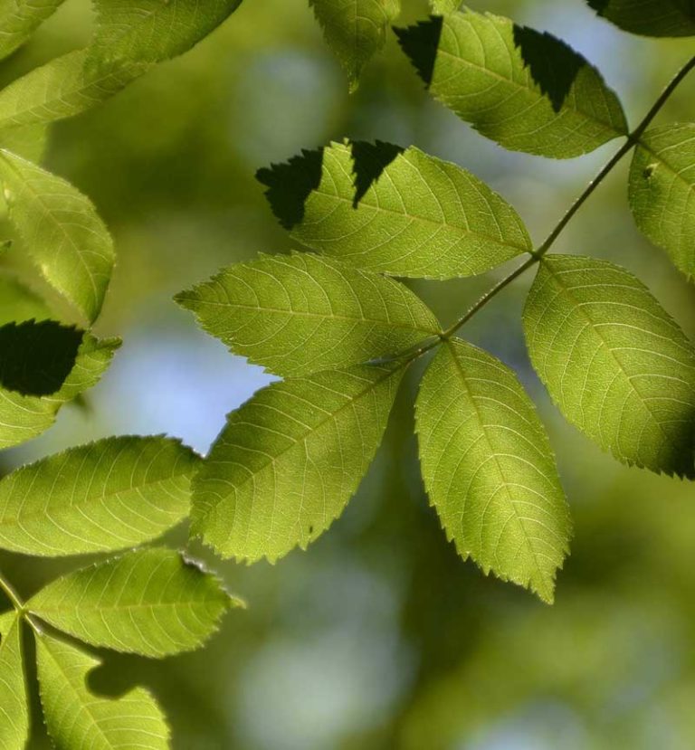 Biodiversität & Pflanzen - Wald- & Erlebnispädagogik, Stanz im Mürztal